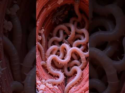 Worms moving 3D animated