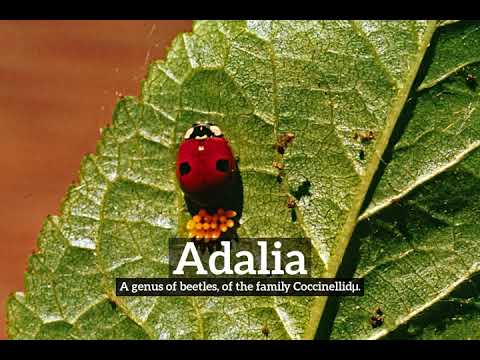 How Does Adalia Look? | What is Adalia? | How to Say Adalia in English?