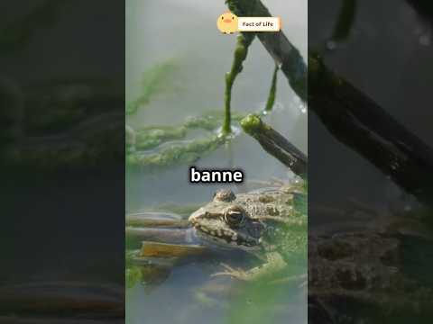😯WOW! Frog Can Change "GENDER" @Factoflife-w6n