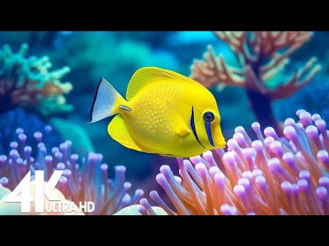 Aquarium 4k VIDEO (ULTRA HD)-Relaxing Music with Colorful Coral Reefs,Fish,and Stunning Ocean Scenes