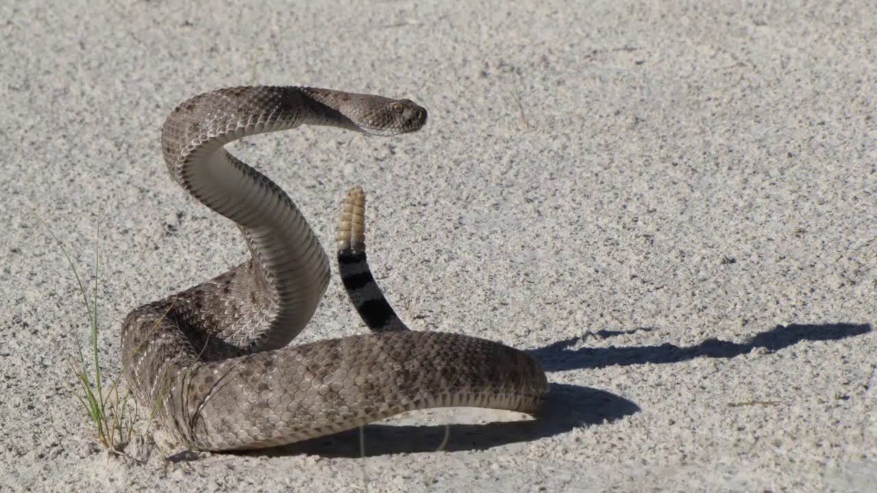 8 Venomous Snakes Found In Texas