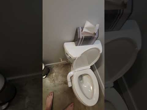 Bidet for kittens