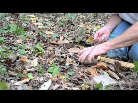 Ginseng Seed Planting Using My Natural Occurrence Method in the Woodland