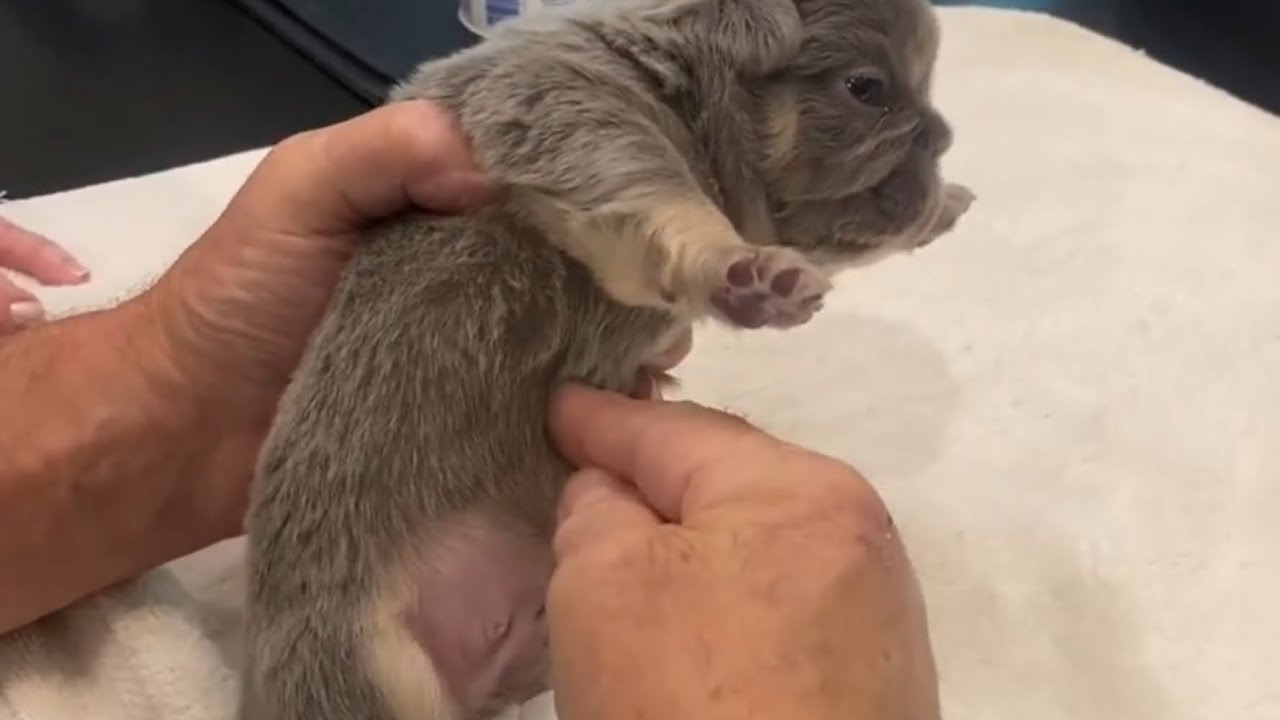 Flat chests the silent puppy killer