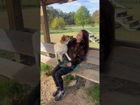 Halo #dog #adoption