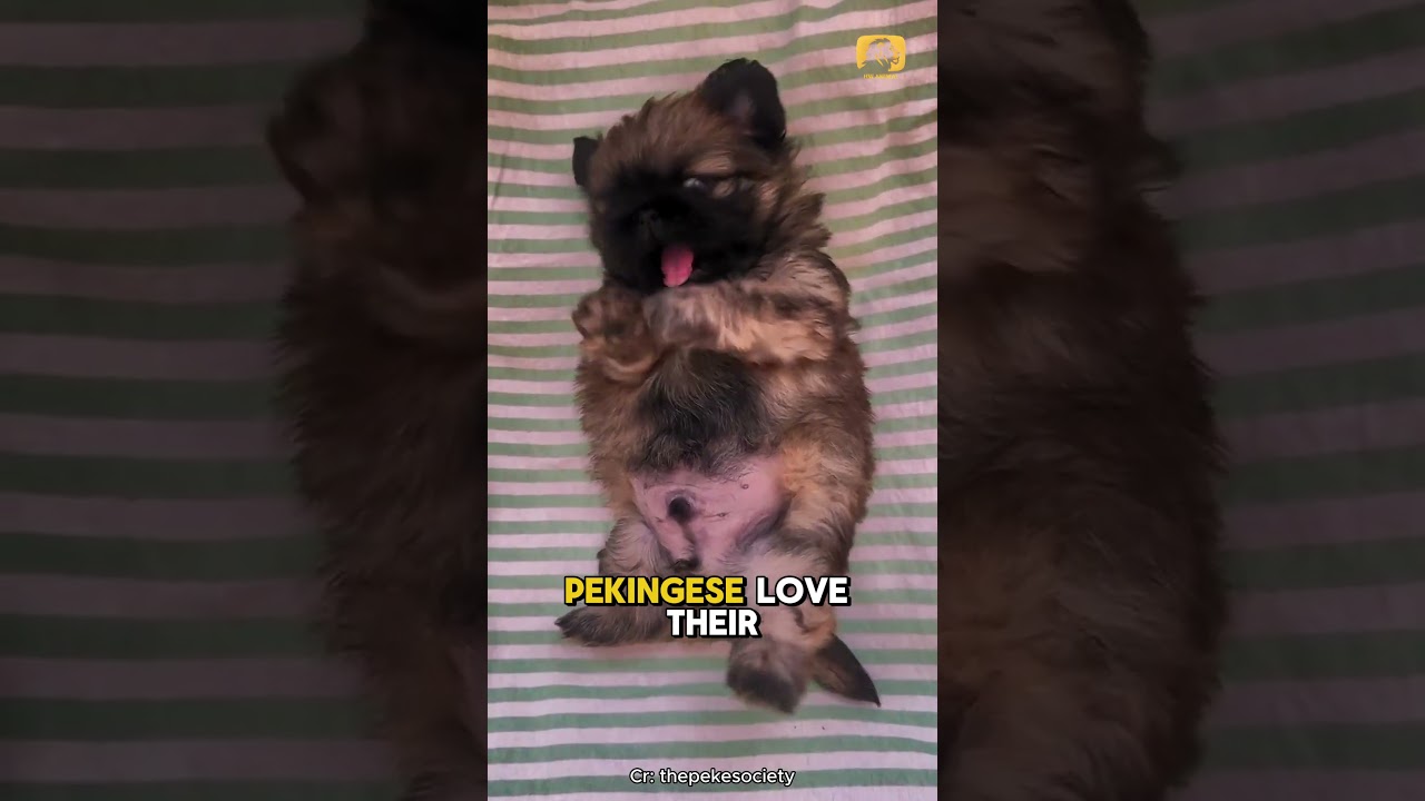 Pekingese Dog Facts - The Lazy Royal Pet You’ll Love! #animalfacts #wildlife #shorts