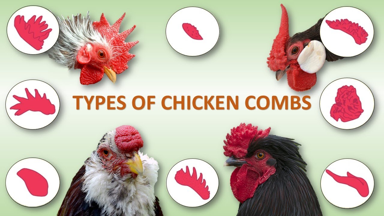 Types of Chicken Combs 🐔 | Rooster | Poultry | Hen