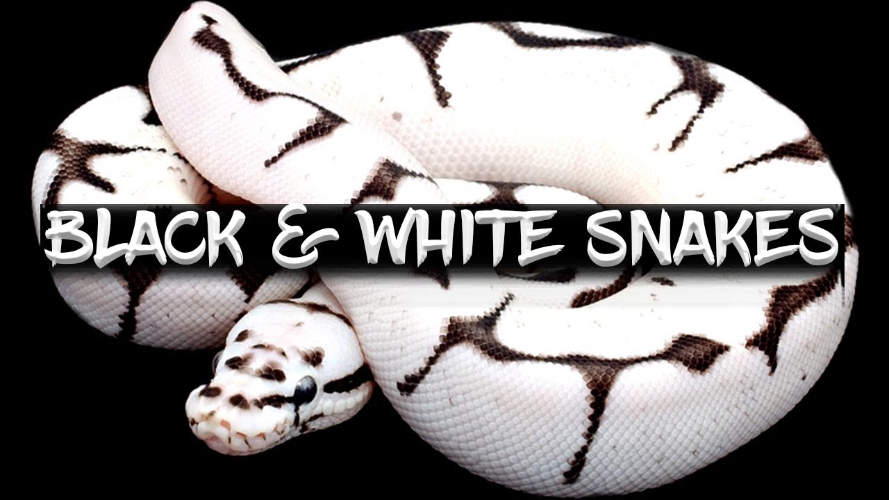 10 Ways to Make a Black and White Ball Python