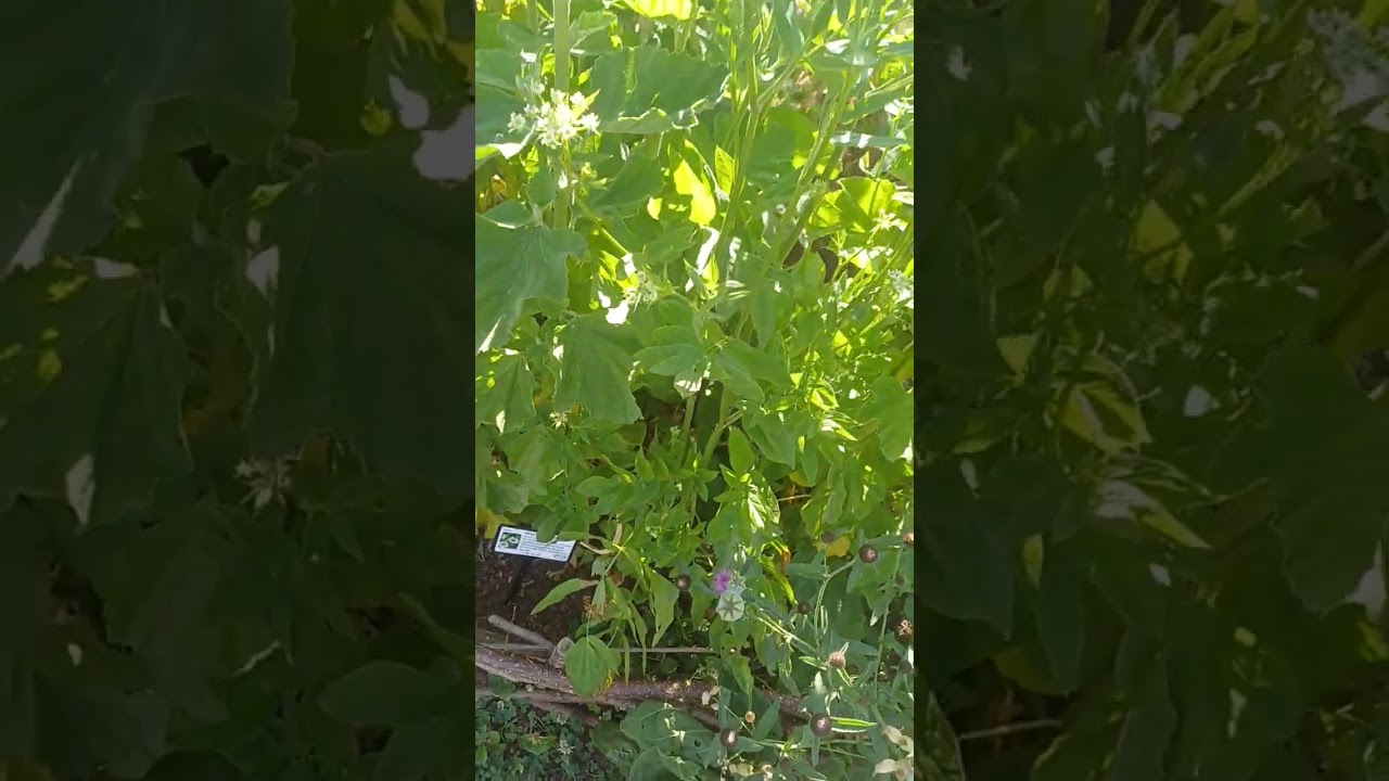 Midsummer tour of flowering perennial edible garden at agroecological nursery Earthed Up!