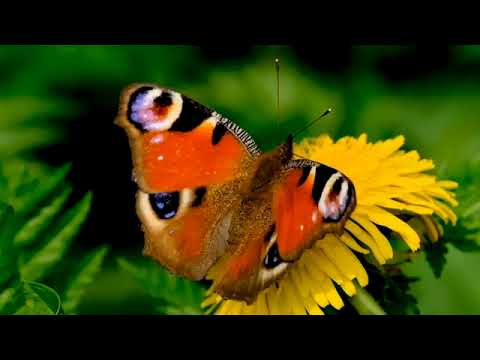 2026 Grand Butterfly Gathering: Wings of Purpose, Soccer Fields ...