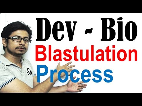 Blastulation