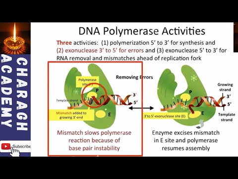 What is DNA Polymerase? an overview