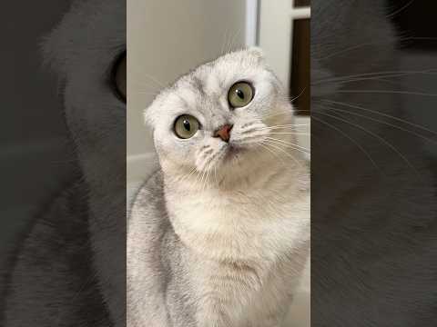 Love story????Part2 #cat