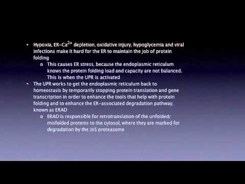 the Unfolded Protein Response