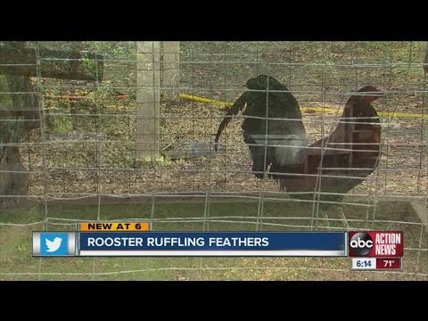 Bartow man's roosters ruffing feathers