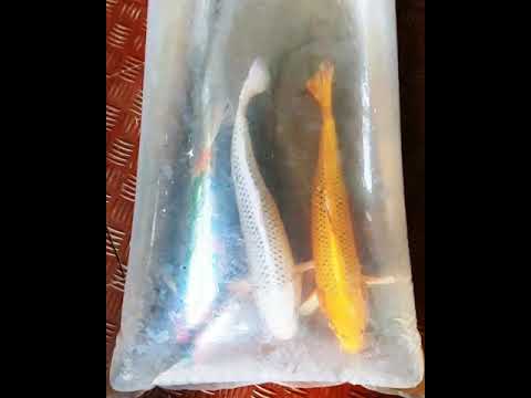 Sold Showa,Gin matsuba,and Kin matsuba Japanese koi fish in india