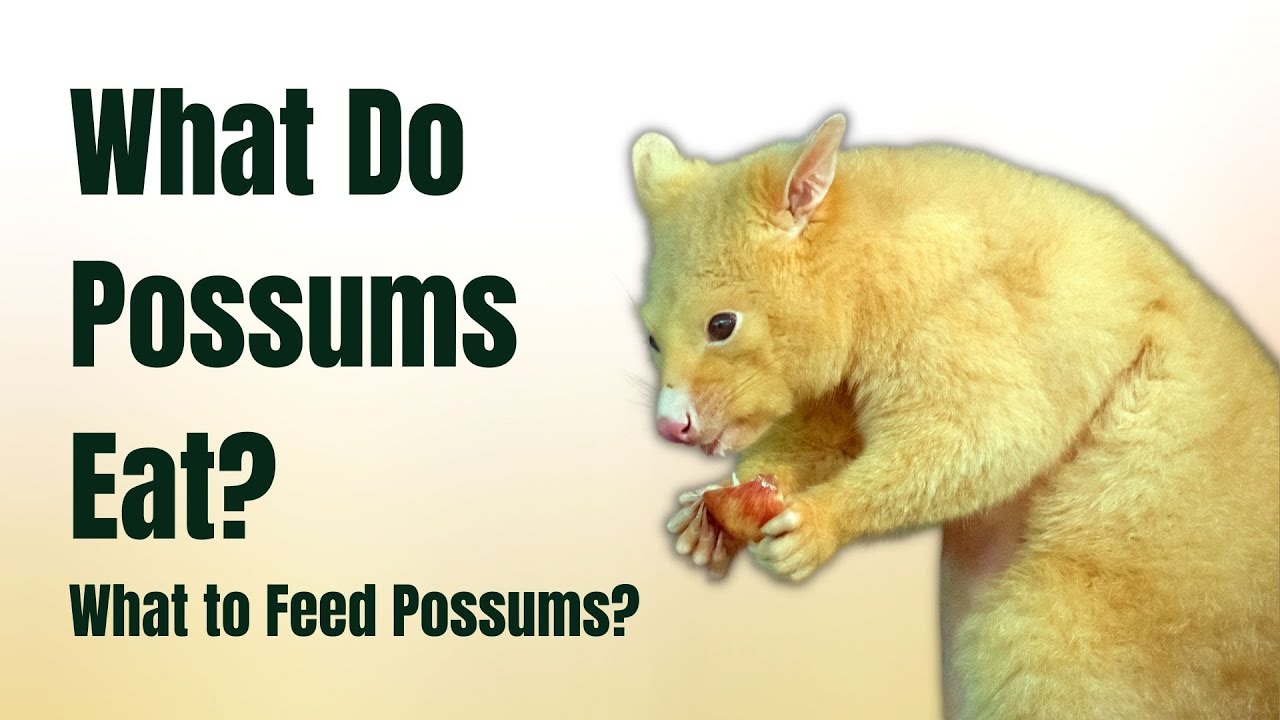 What do possums eat - What to feed possums - Possums Diet