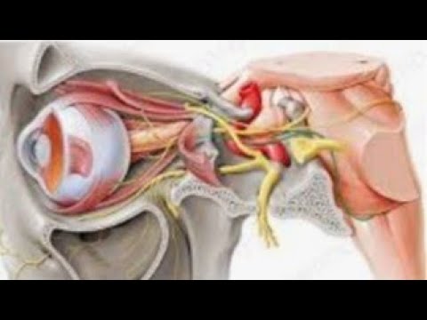 Understanding the Abducens nerve