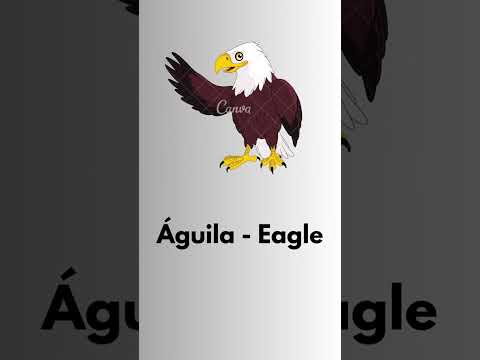 SPANISH VOCABULARY BIRDS 47