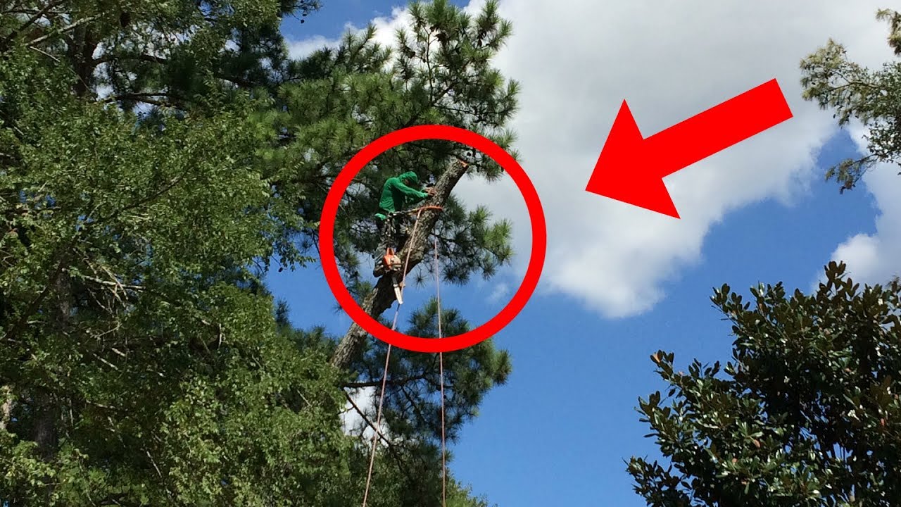 Amazing cutting a tree down (Greenwood Tree Service)