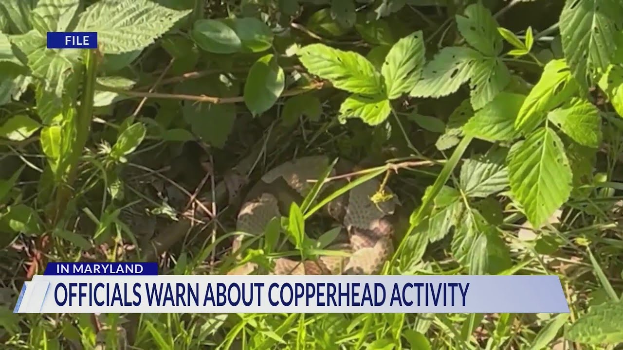Wildlife experts caution Maryland neighbors to be aware of copperhead snakes