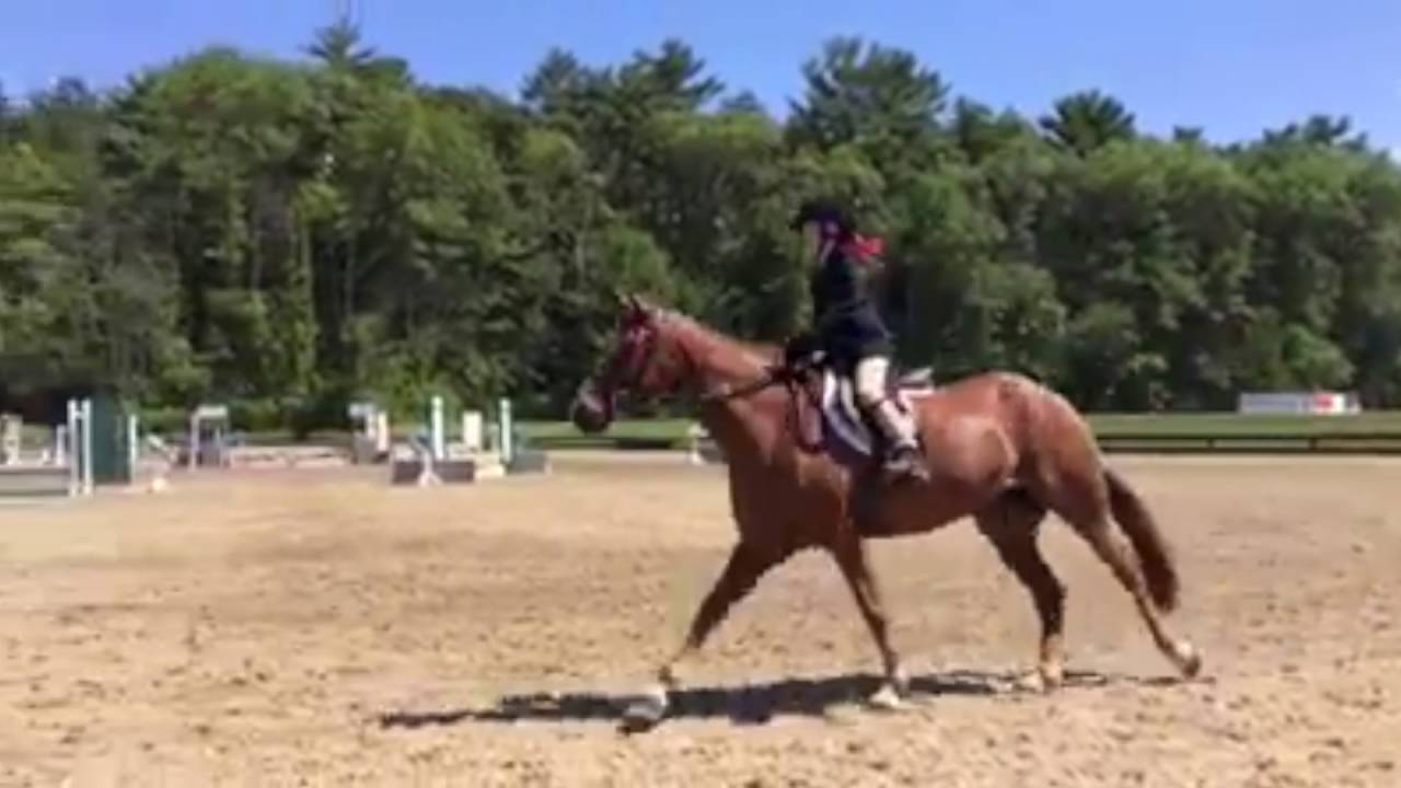 Equest Show Stables