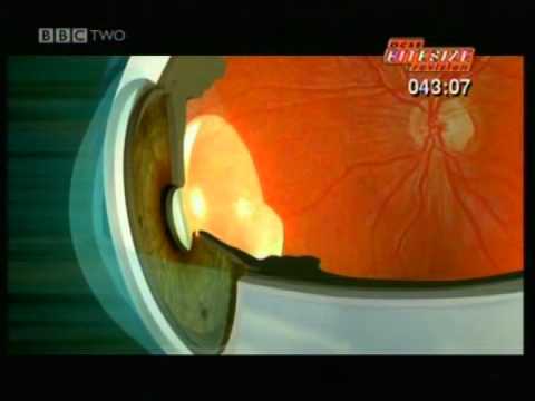 GCSE BBC Science Bitesize - The Nervous System