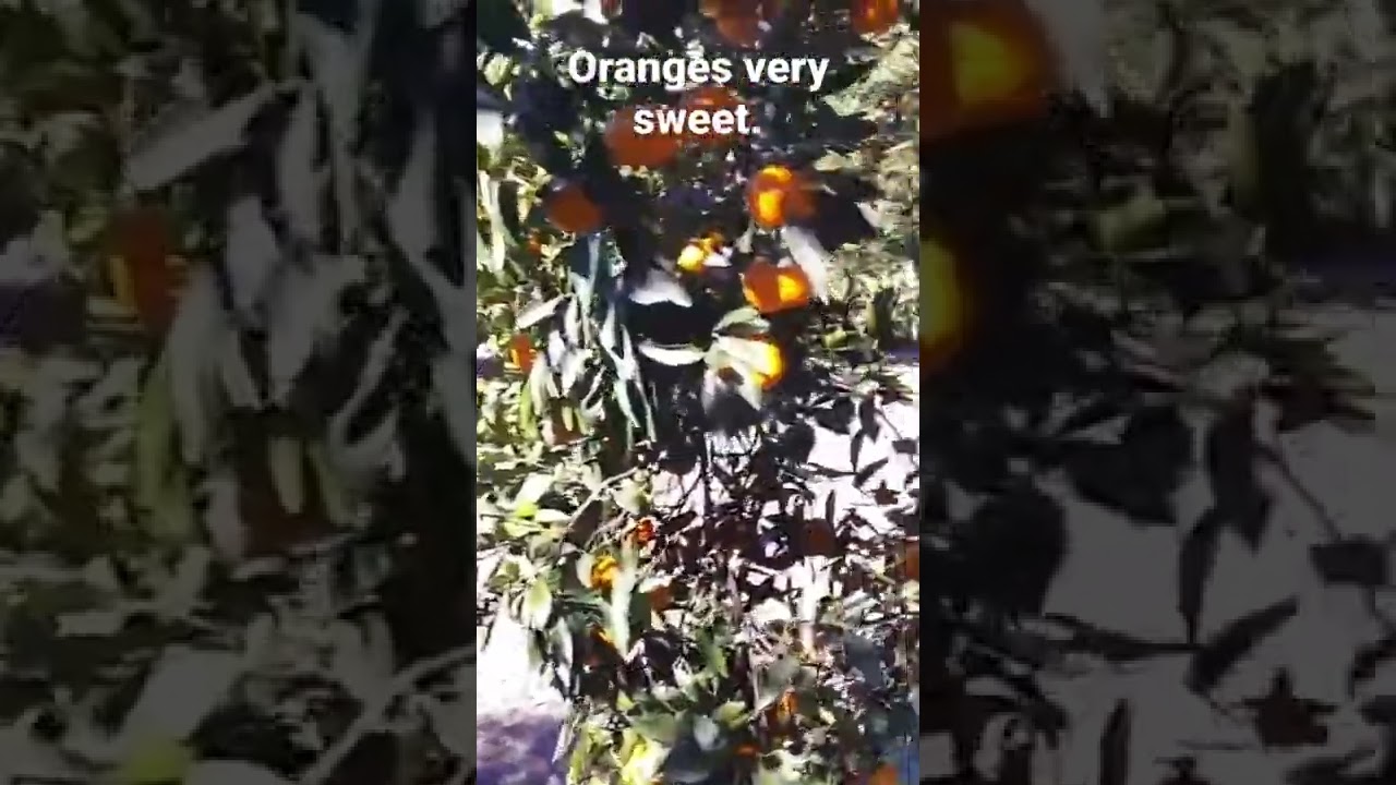 when you plant pixi orange and manage them well