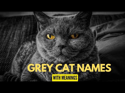 Gray Cat Names| Names for Grey Cats 2024