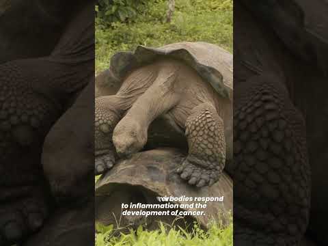 What is The Secret of Tortoise Long Life? Tortoises & Turtles Live So Long
