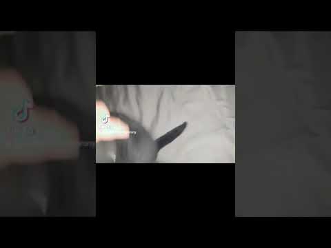 Brionne vs. Screech