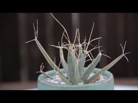 Leuchtenbergia principis “Prism Cactus or Agave Cactus”