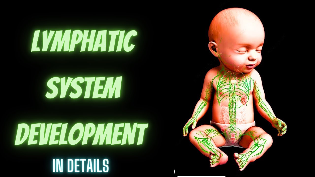 How lymphatic system develops in our body.