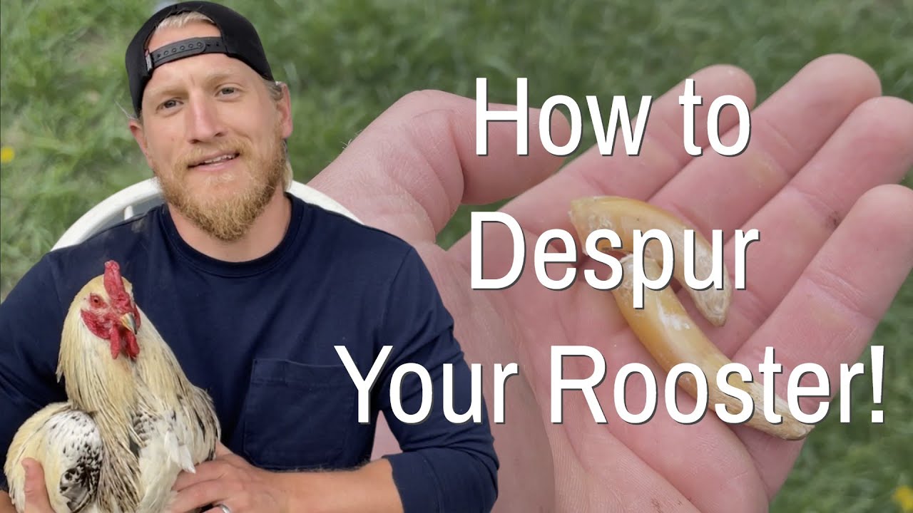 How To Trim Rooster Spurs!