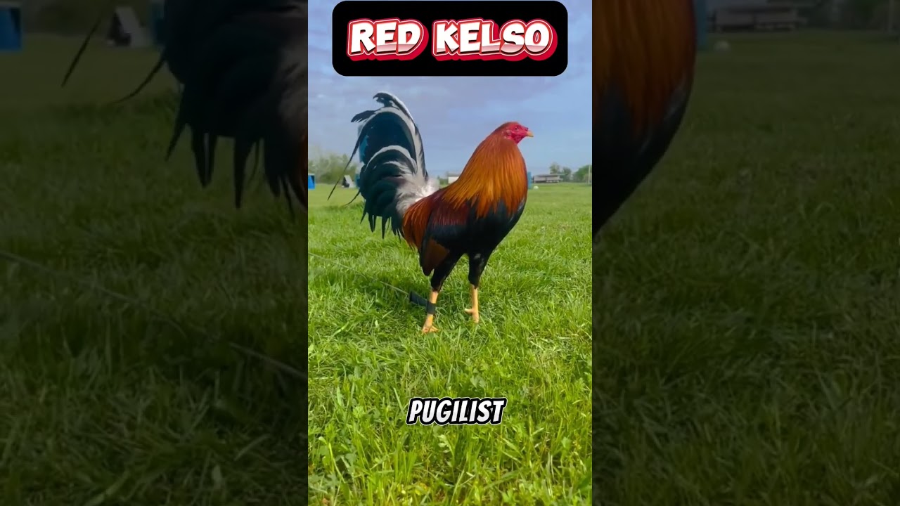Kelso's Characteristics and Fighting Styles #breeder #gamefowlbreeder #gamefowls #sabongpinas