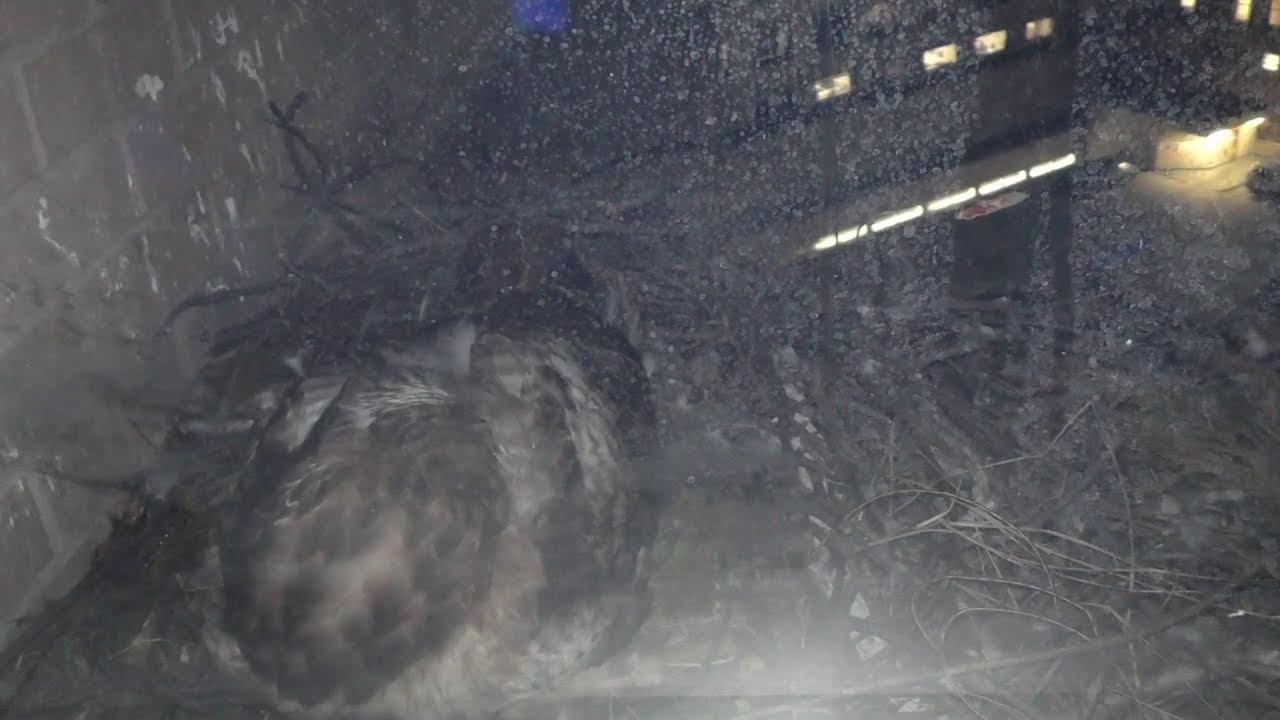 BIDMC Hawk Nest 2026