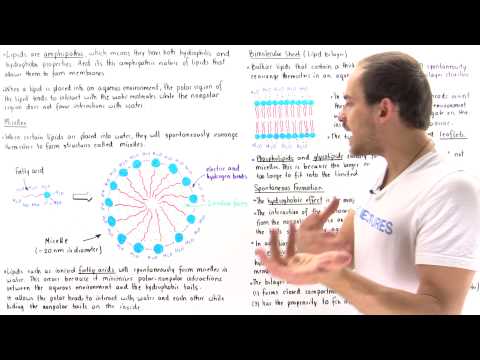 Micelles and Lipid Bilayer