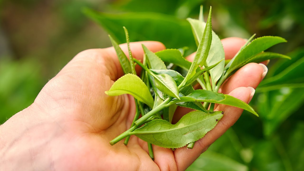 Annual Tea Trip 2025