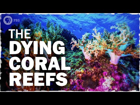 all you need to know about protecting the reefs – Clean Beach Blog