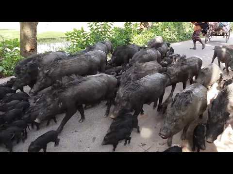 HOW TO RAISE PIGS USING ORGANIC FARMING How to Raise pigs naturally