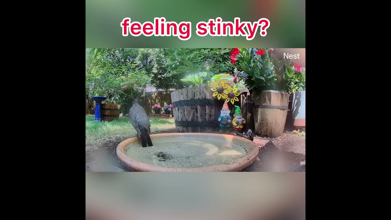 Crow feeling he has stinky armpit. #crows #teampalaboy  #trending #flickers #birds #nature