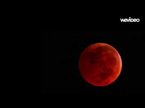 Book Trailer - Alpha Wolf