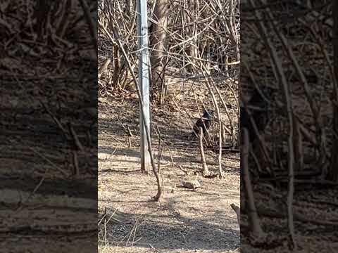 The common #grackle (Quiscalus quiscula) is a species of large icterid bird found in NorthAmerica.