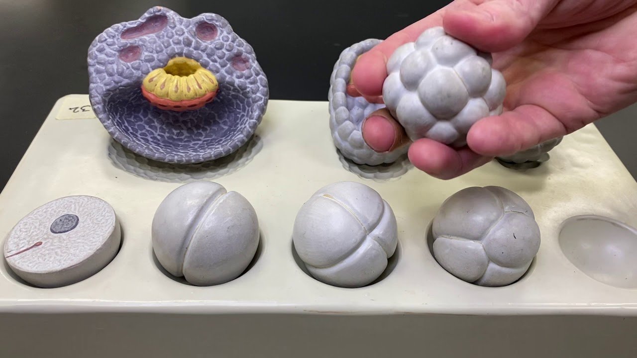 2402 Lab Early Human Embryonic Stages