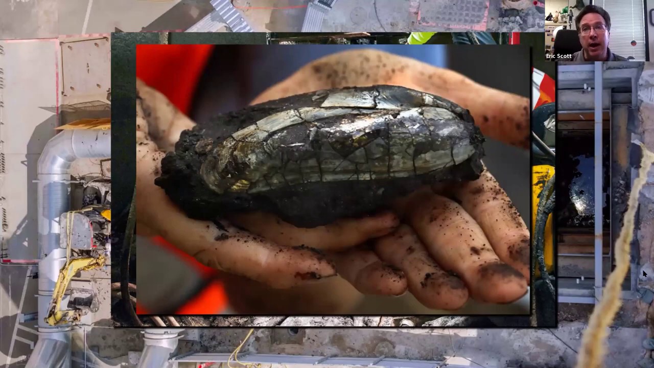 Virtual Educator Workshop: Urban Paleontology