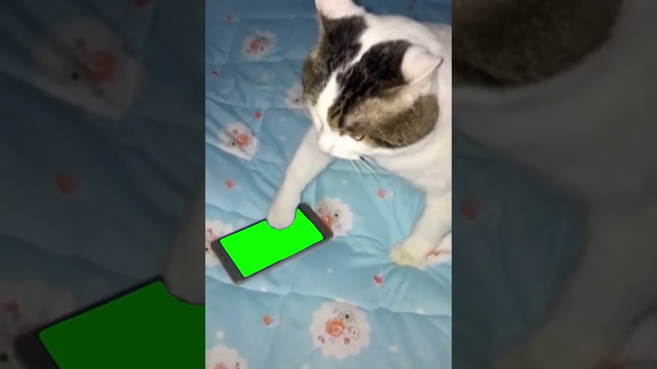 Angry Gaming Cat Green Screen