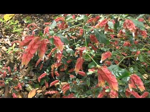 Guamo o rabo de mico: Inga codonantha | Plantas