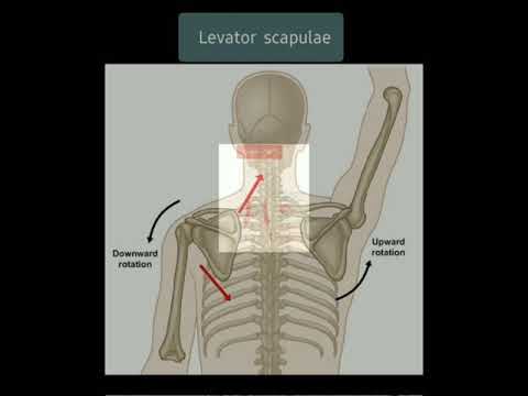 💗 LEVATOR SCAPULAE Muscle ANATOMY 💗