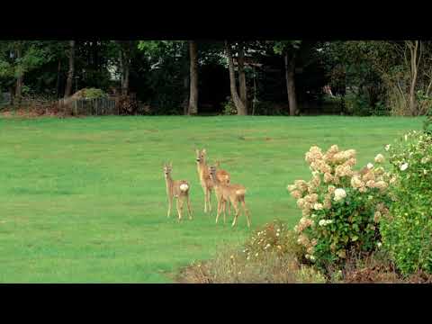 deer in the meadow