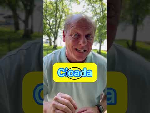 How do you say Cicada?
